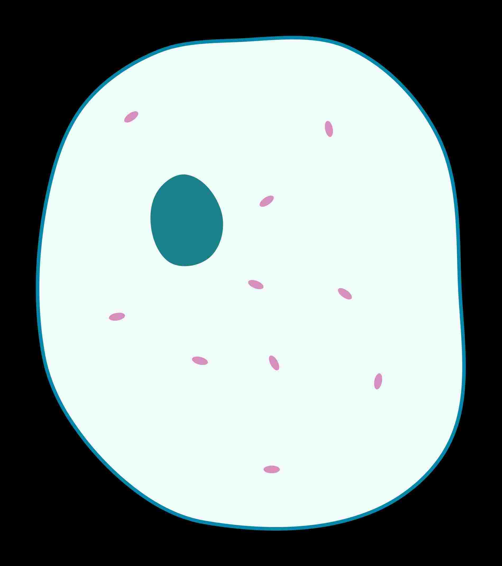 Animal Cell Drawing Free Download On ClipArtMag Animal Cell Drawing Free Download On ClipArtMag