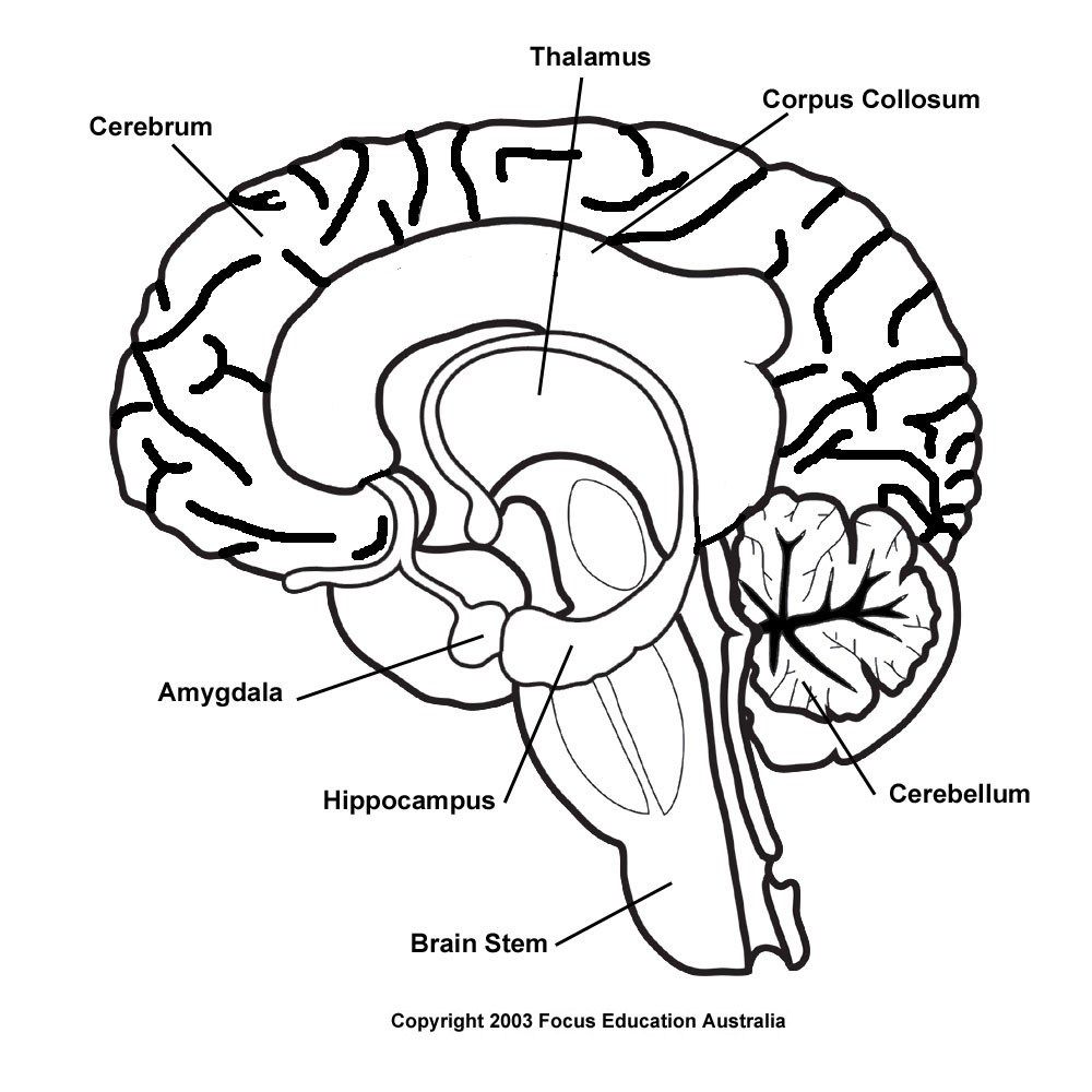 Brain Pencil Drawing Free Download On ClipArtMag Brain Pencil Drawing Free Download On ClipArtMag