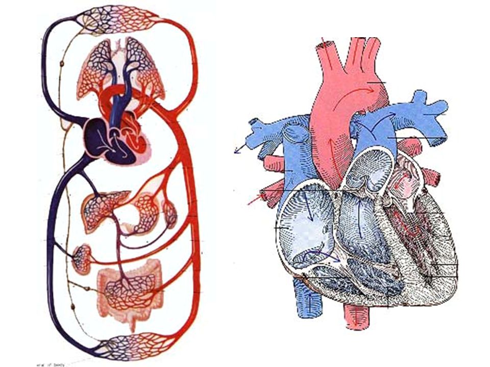 Circulatory System Drawing Free Download On ClipArtMag Circulatory System Drawing Free Download On ClipArtMag