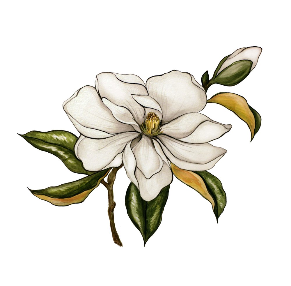 Gardenia Drawing Free Download On ClipArtMag