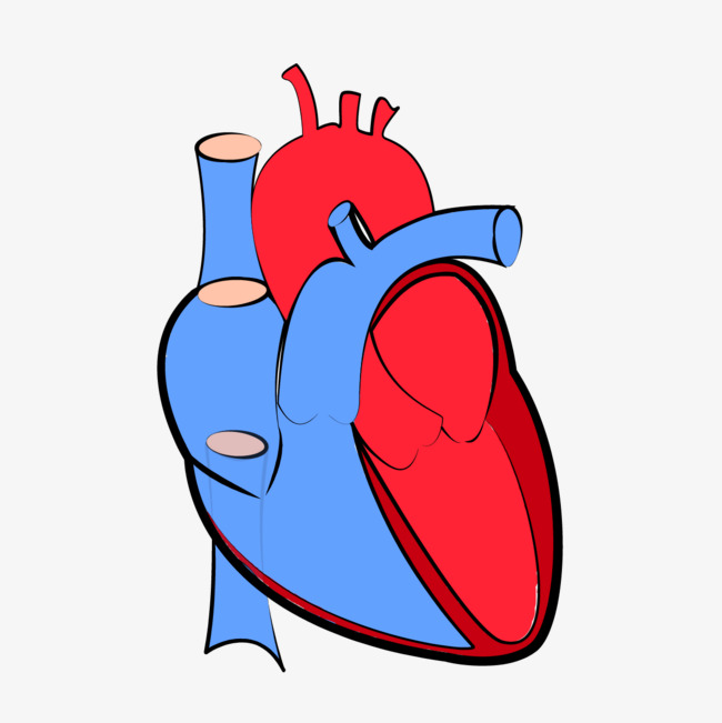 Heart Organ Drawing Free Download On ClipArtMag