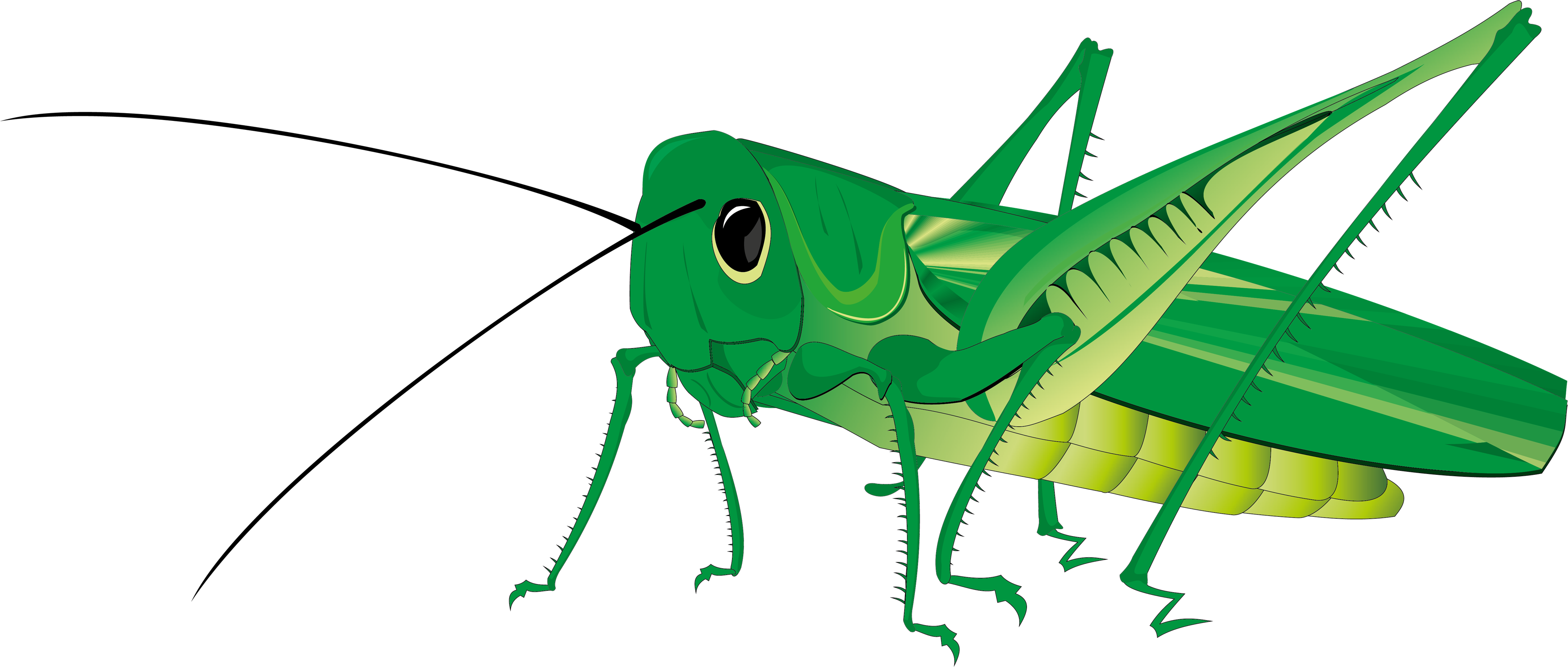 Free Grasshopper Clip Art