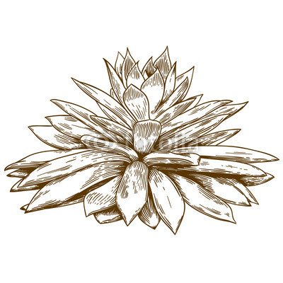 Agave Drawing | Free download on ClipArtMag