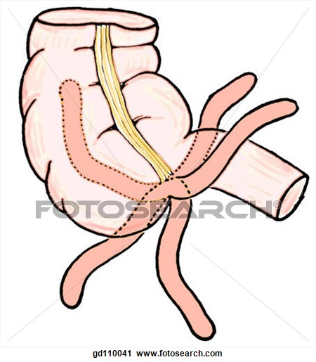 Appendix Drawing | Free download on ClipArtMag