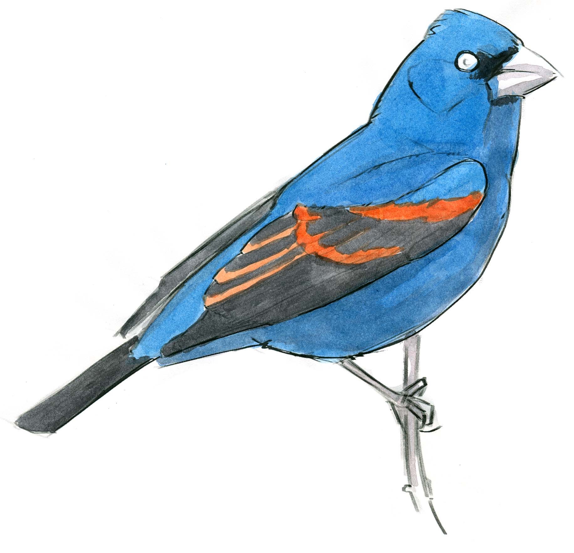 Blue Bird Drawing | Free download on ClipArtMag