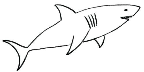 Bull Shark Drawing | Free download on ClipArtMag