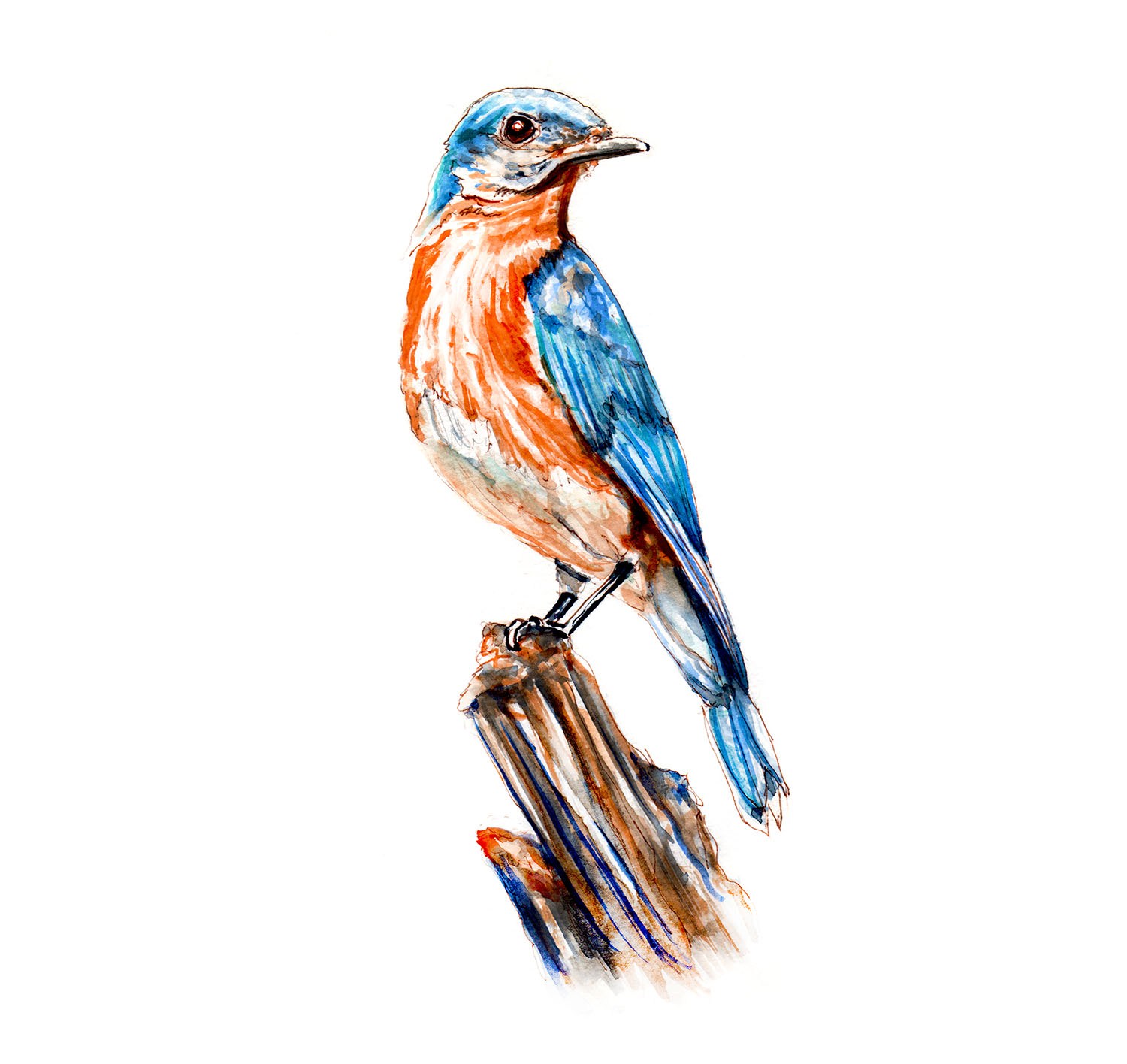 Eastern Bluebird Drawing | Free download on ClipArtMag
