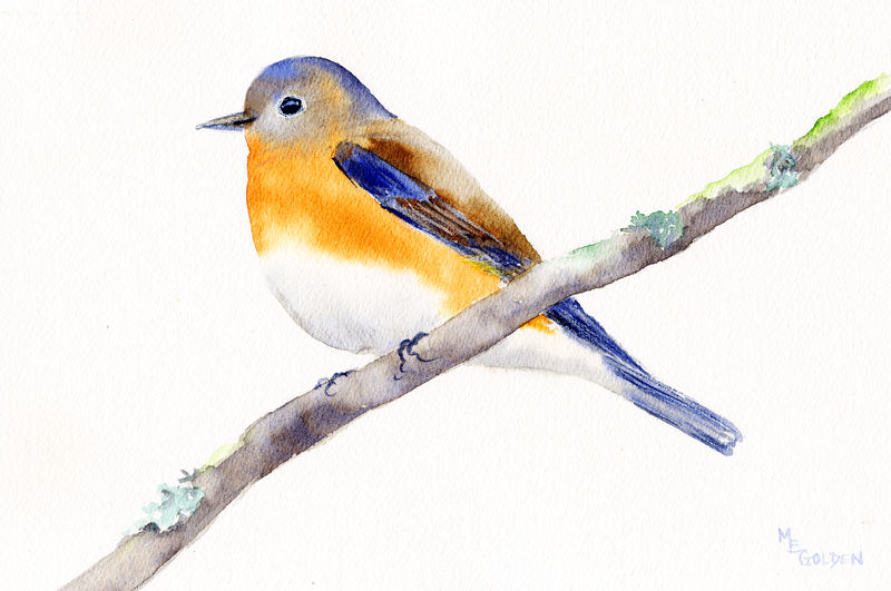 Eastern Bluebird Drawing | Free download on ClipArtMag