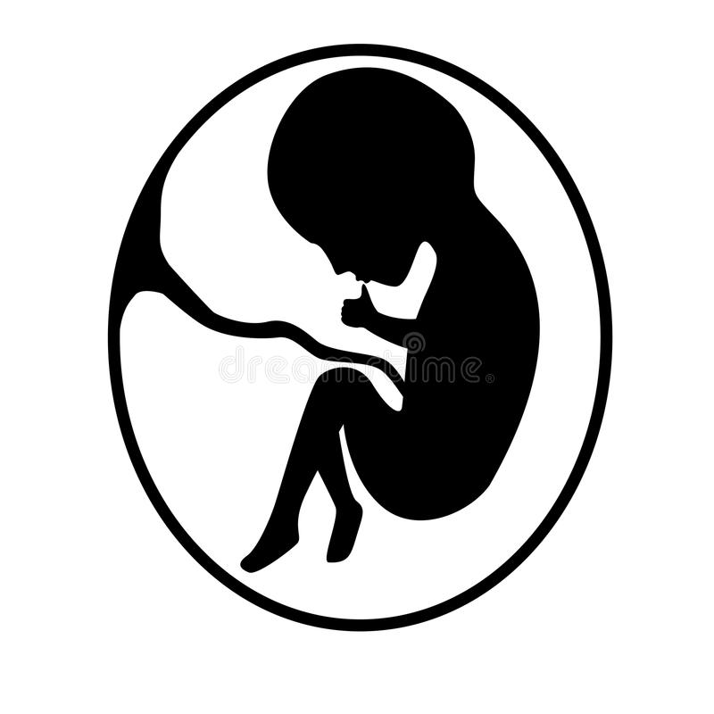 Embryo Drawing | Free download on ClipArtMag