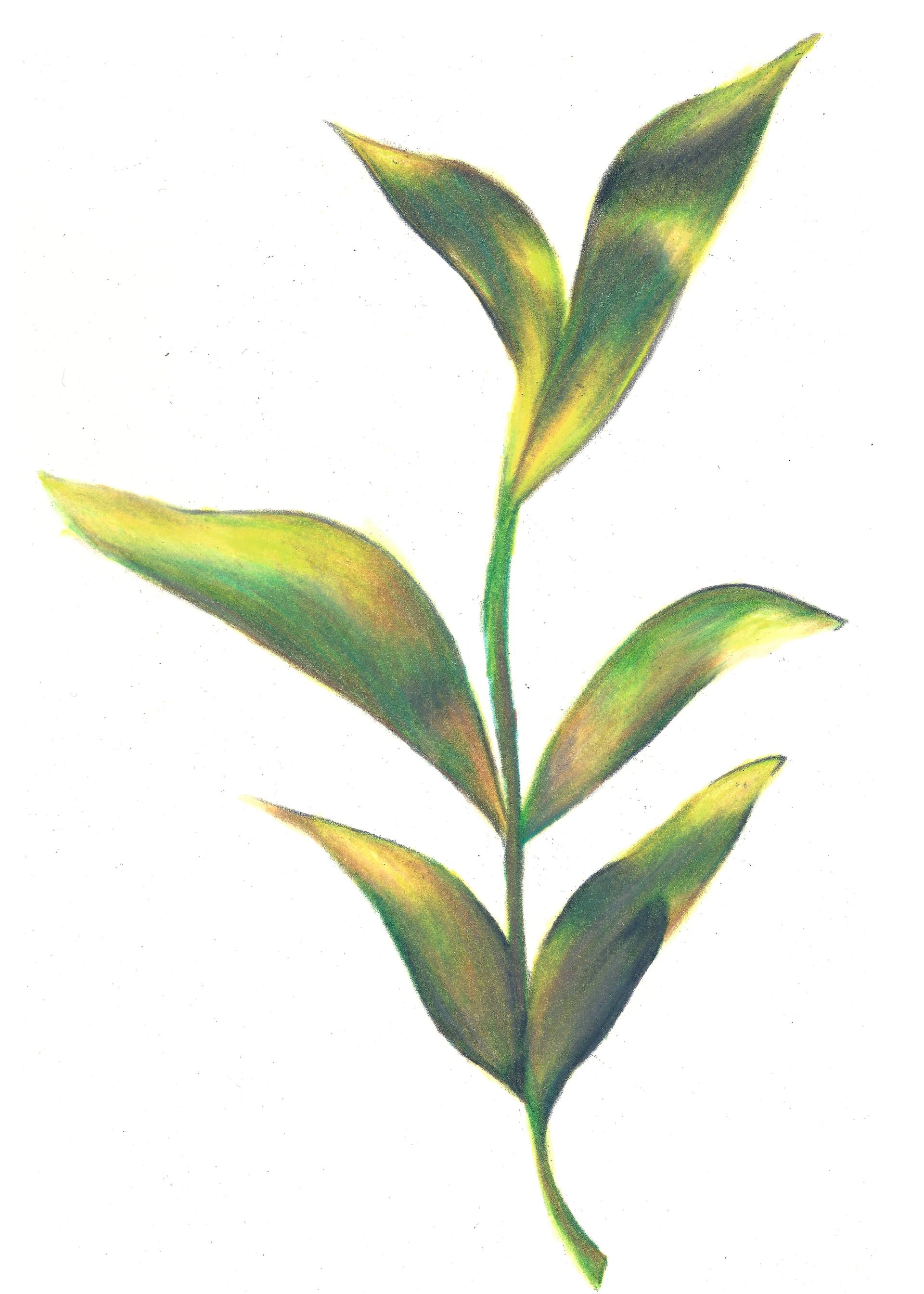 Flax Drawing | Free download on ClipArtMag