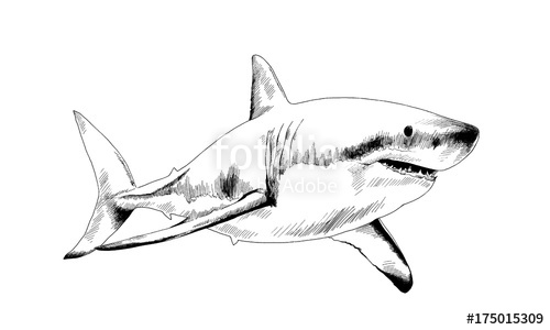 Great White Drawing | Free download on ClipArtMag