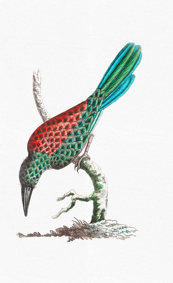 Green Bird Drawing | Free download on ClipArtMag