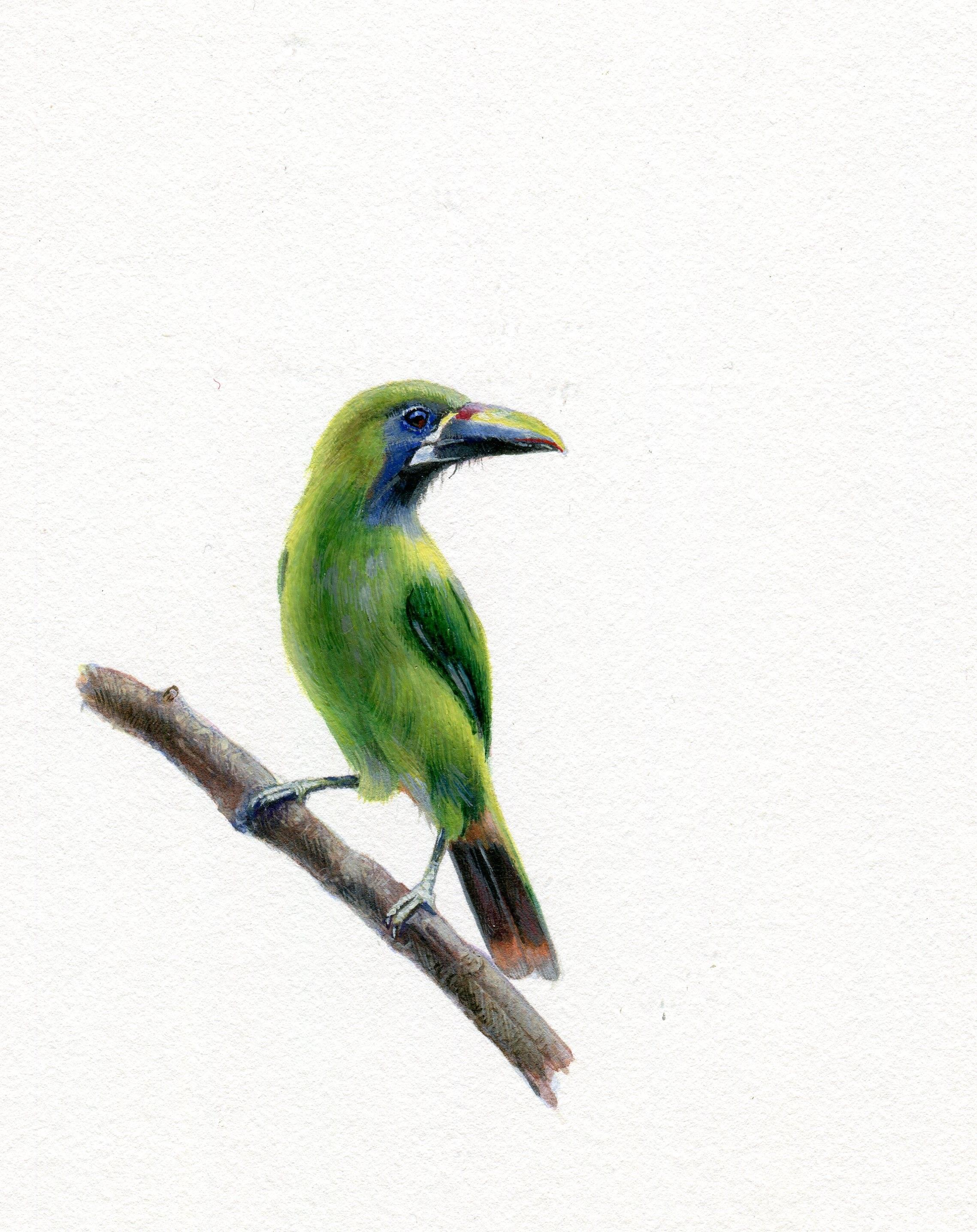 Green Bird Drawing | Free download on ClipArtMag