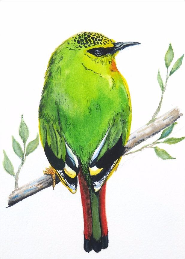 Green Bird Drawing | Free download on ClipArtMag