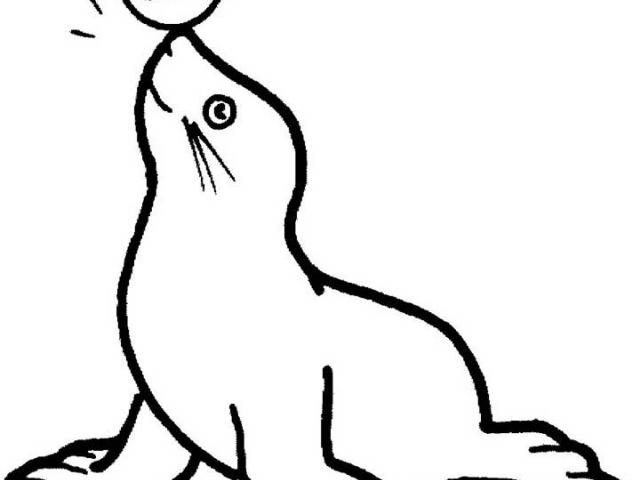 Harp Seal Drawing | Free download on ClipArtMag