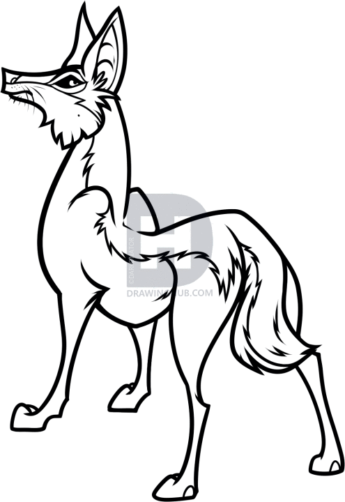 Jackal Drawing | Free download on ClipArtMag