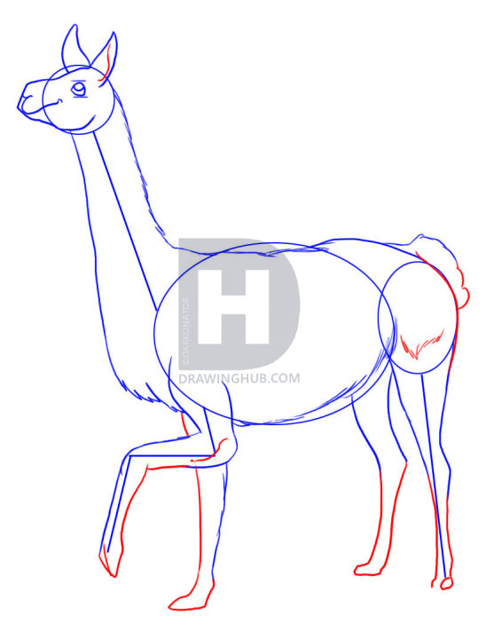 Llama Line Drawing | Free download on ClipArtMag