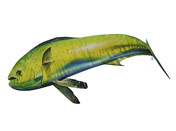 Mahi Mahi Drawing | Free download on ClipArtMag