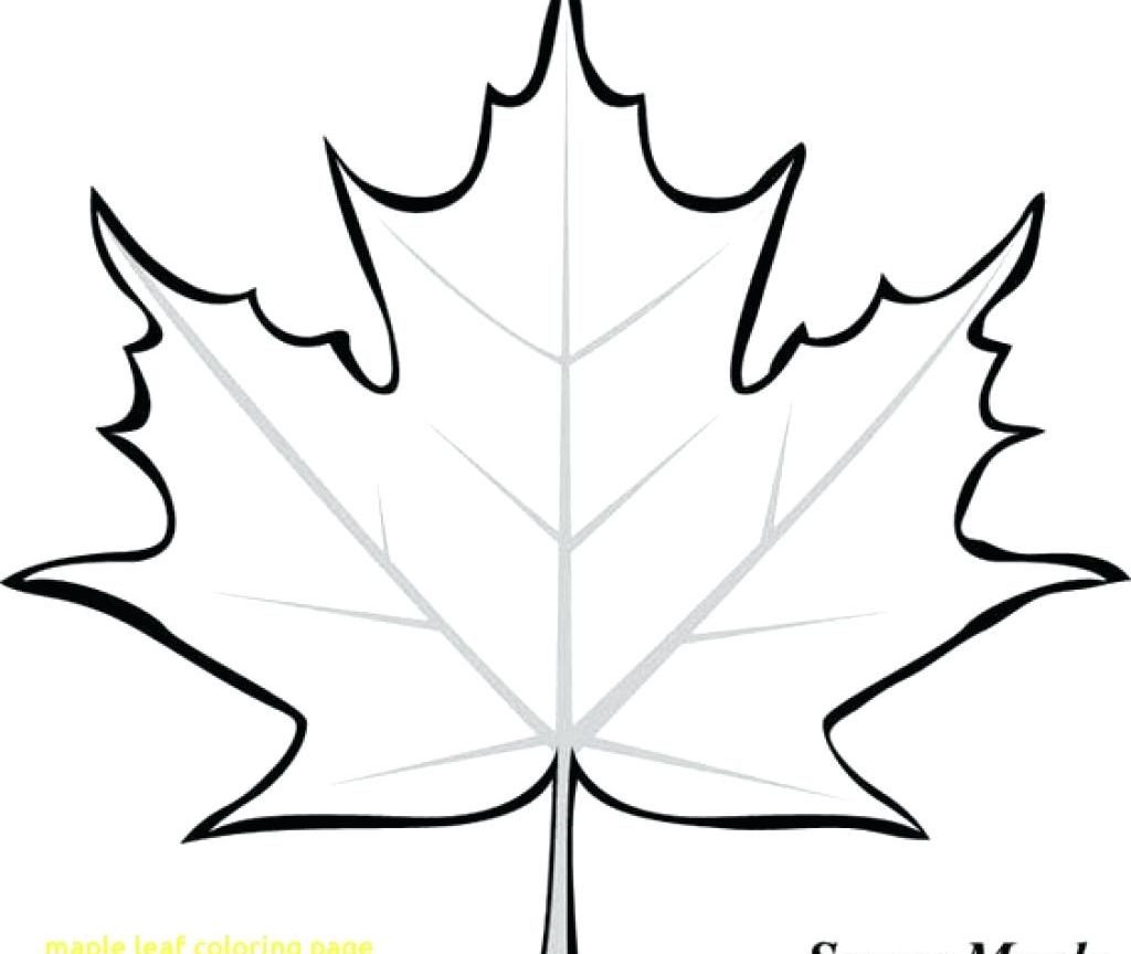 Maple Leaf Drawing Free Download On ClipArtMag