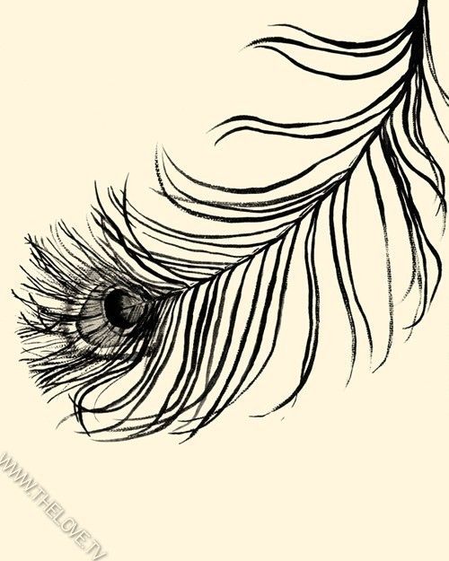 Plume Drawing | Free download on ClipArtMag