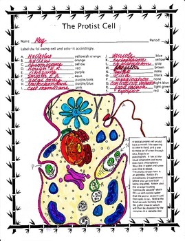 Protist Drawing | Free download on ClipArtMag
