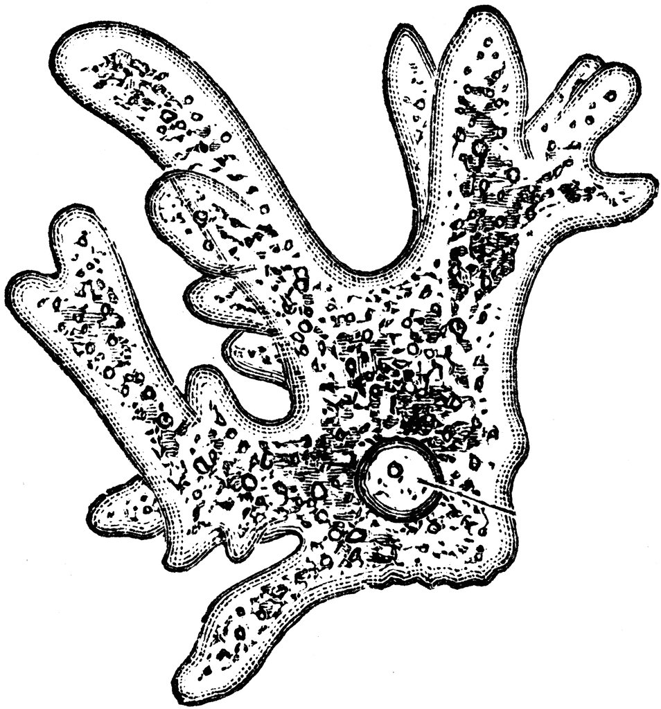 Protist Drawing | Free download on ClipArtMag