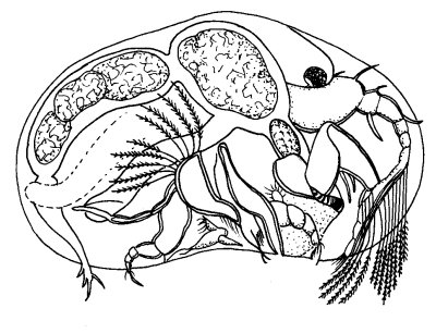 Protist Drawing | Free download on ClipArtMag