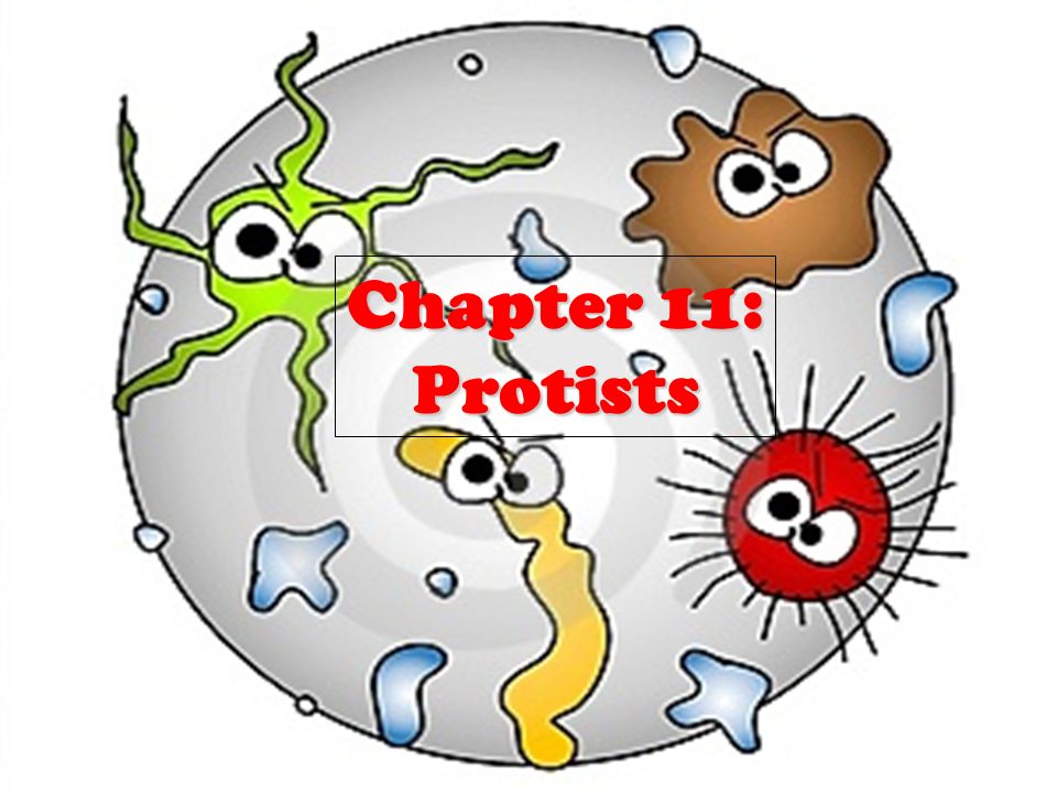 Protist Drawing | Free download on ClipArtMag