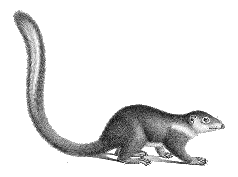 Shrew Drawing | Free download on ClipArtMag