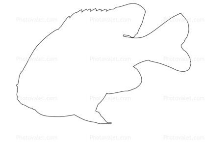 Sunfish Drawing | Free download on ClipArtMag