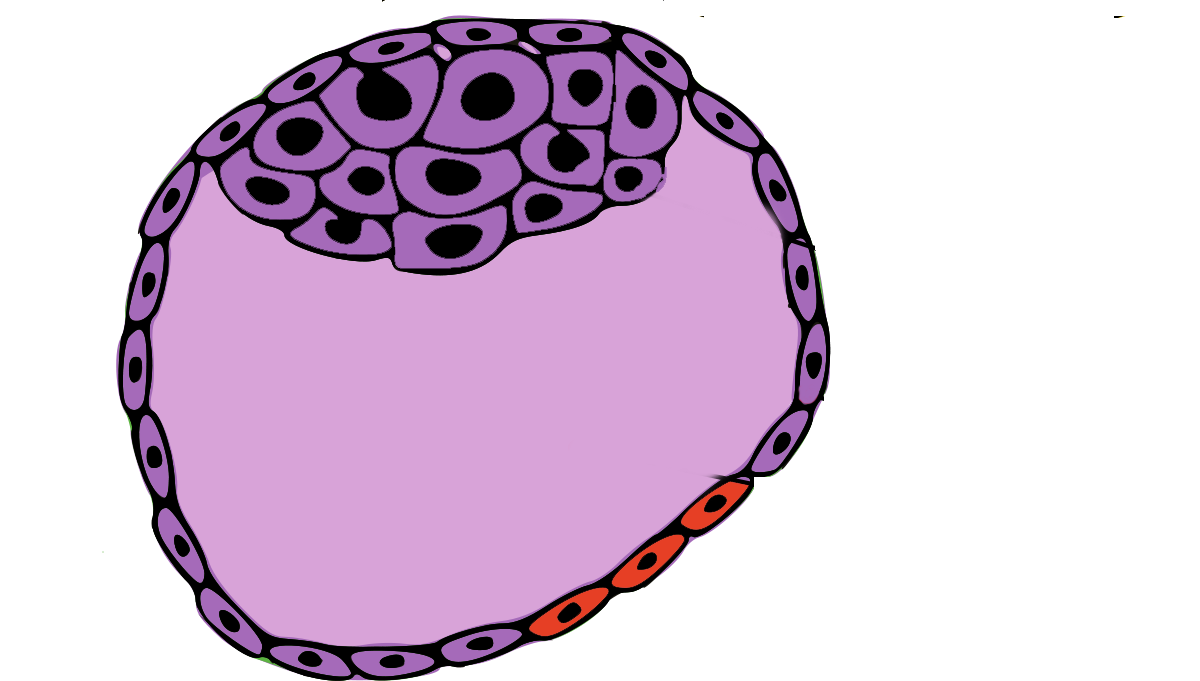 Embryo Clipart | Free download on ClipArtMag