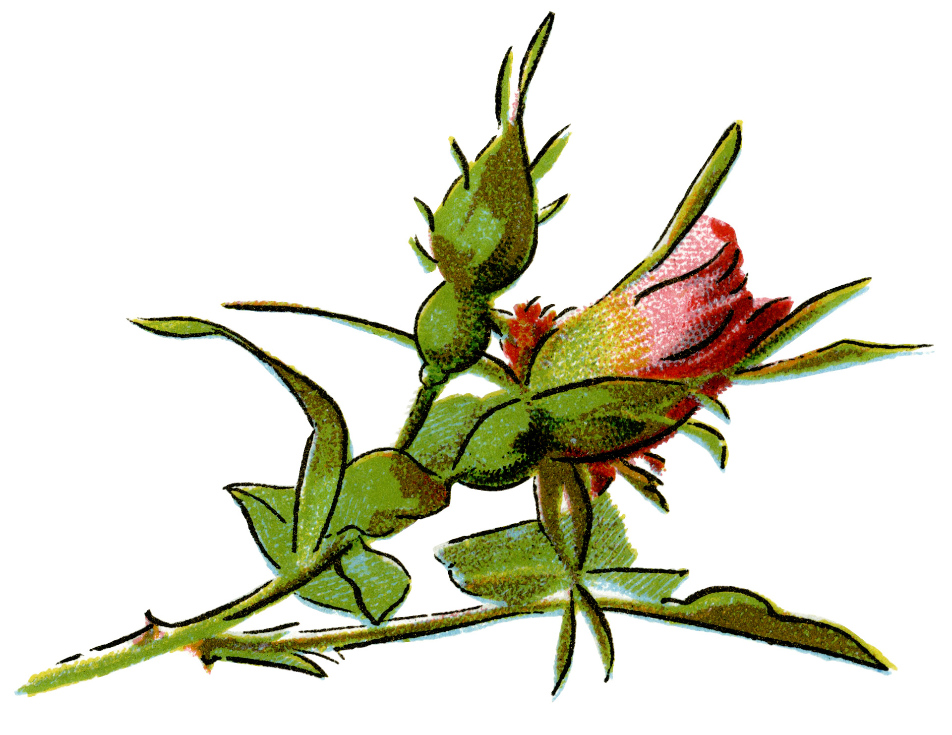 Vintage Rose Clip Art | Free download on ClipArtMag